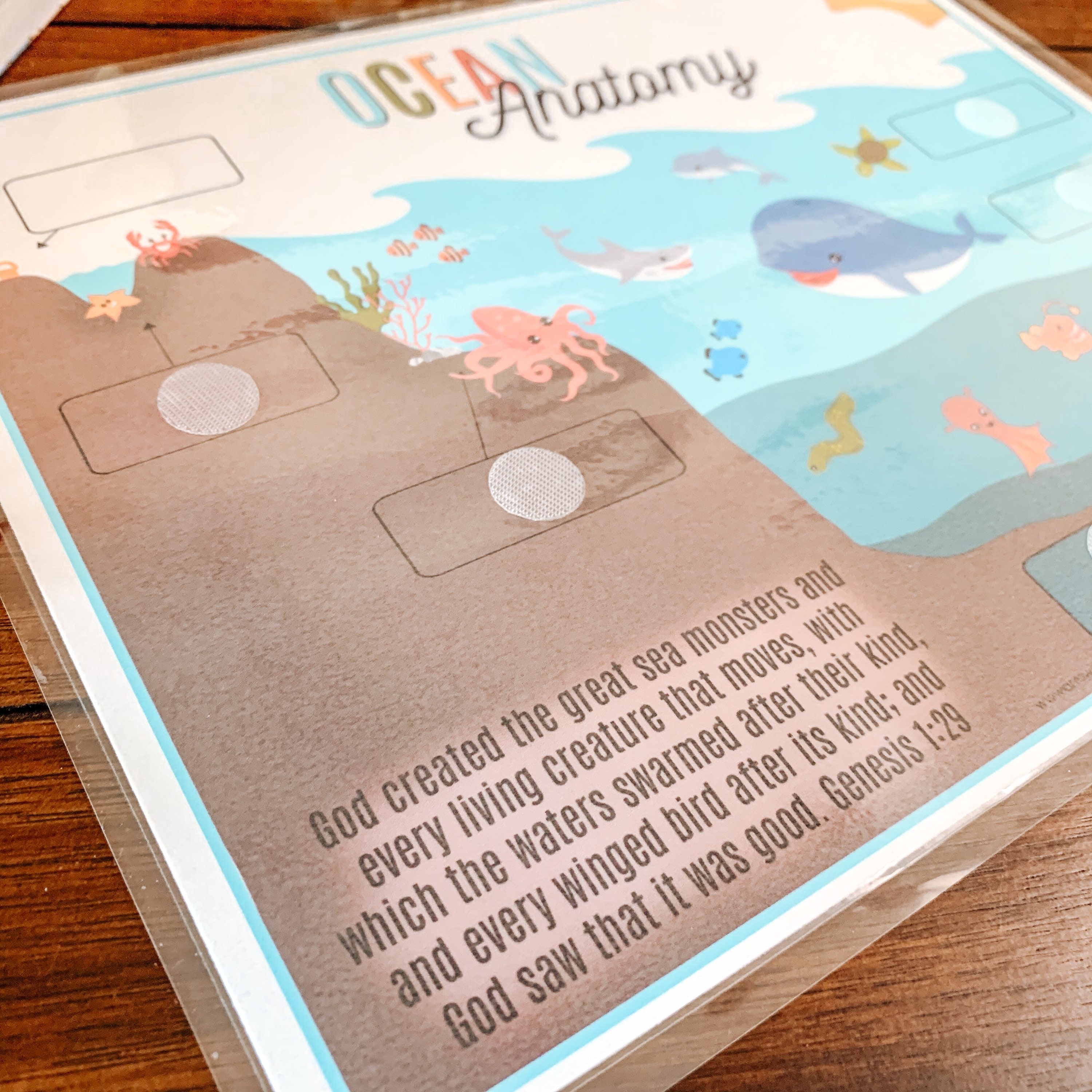 Ocean Anatomy Printable, Ocean Zones Activity, Ocean Vocabulary, Deep ...