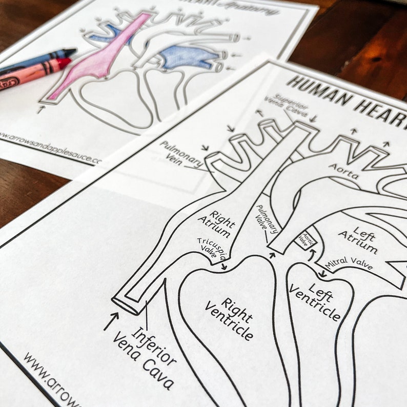 Human Heart Anatomy Printable Coloring Pages Human Body Unit - Etsy
