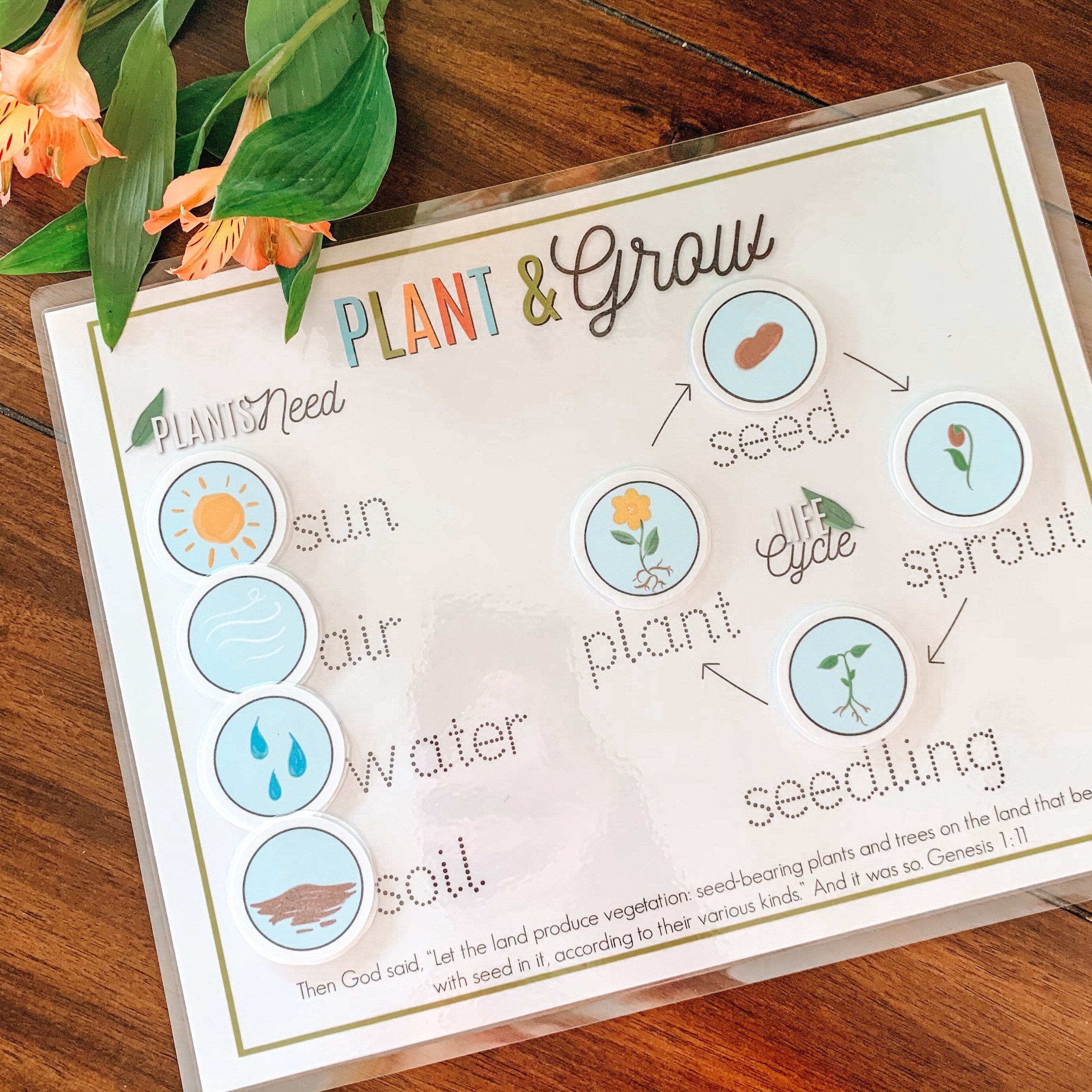 Plant Life Cycle Printable Activity, Kids Science Game, Nature Study ...