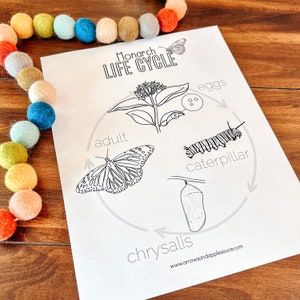Butterfly Activity Set, Kids Printable, Monarch Butterfly Life Cycle ...
