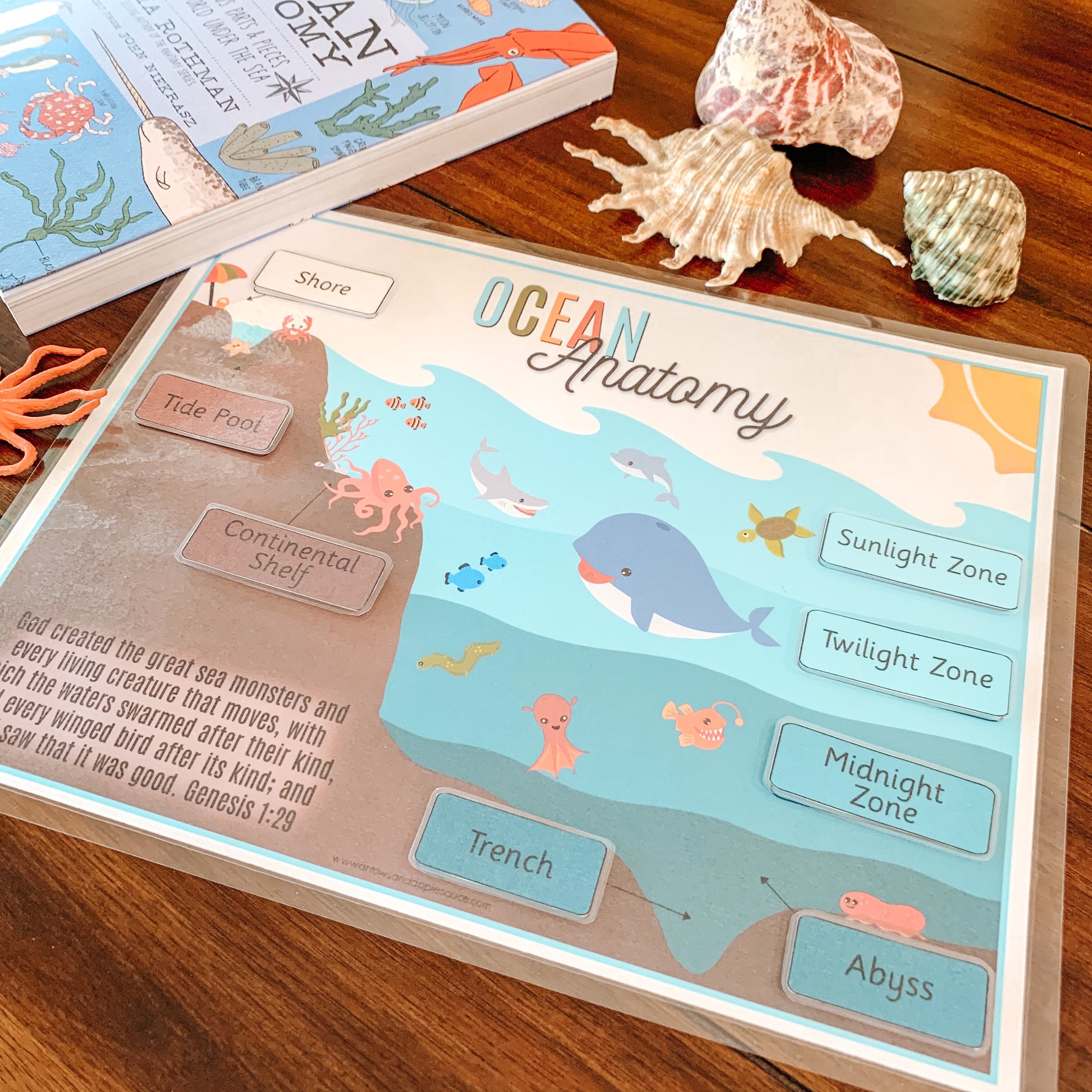 Ocean Anatomy Printable Ocean Zones Activity Ocean | Etsy Canada