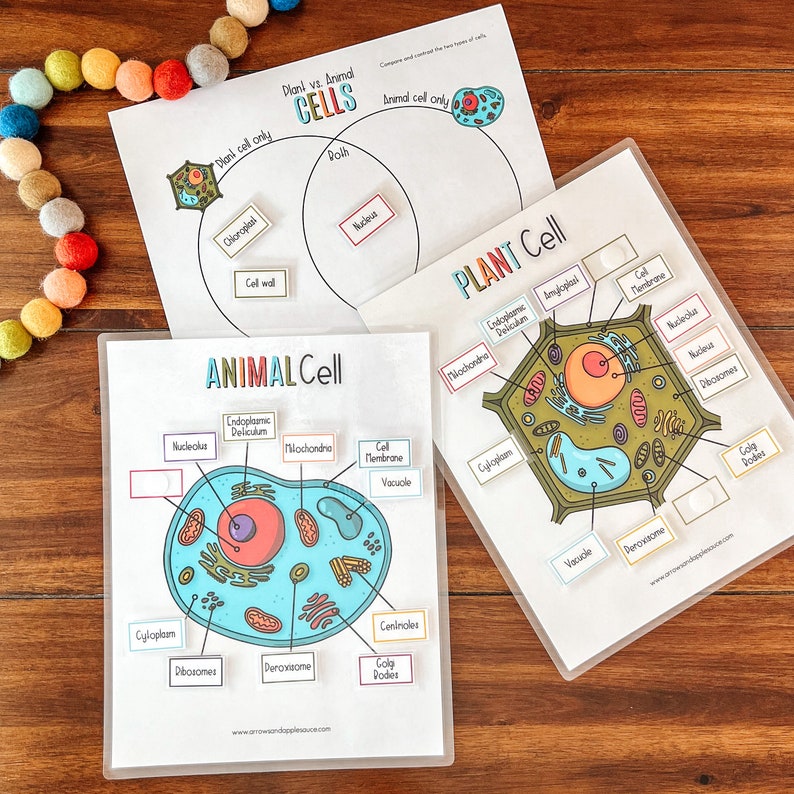 Cell Structure Diagram Printable Bundle, Plant Cell, Animal Cell ...