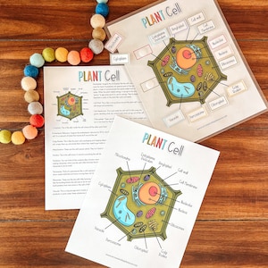 Cell Structure Diagram Printable Bundle, Plant Cell, Animal Cell ...