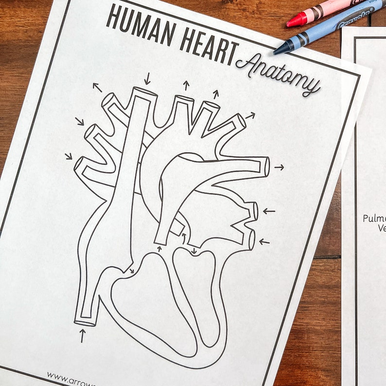Human Heart Anatomy Printable Coloring Pages Human Body Unit - Etsy