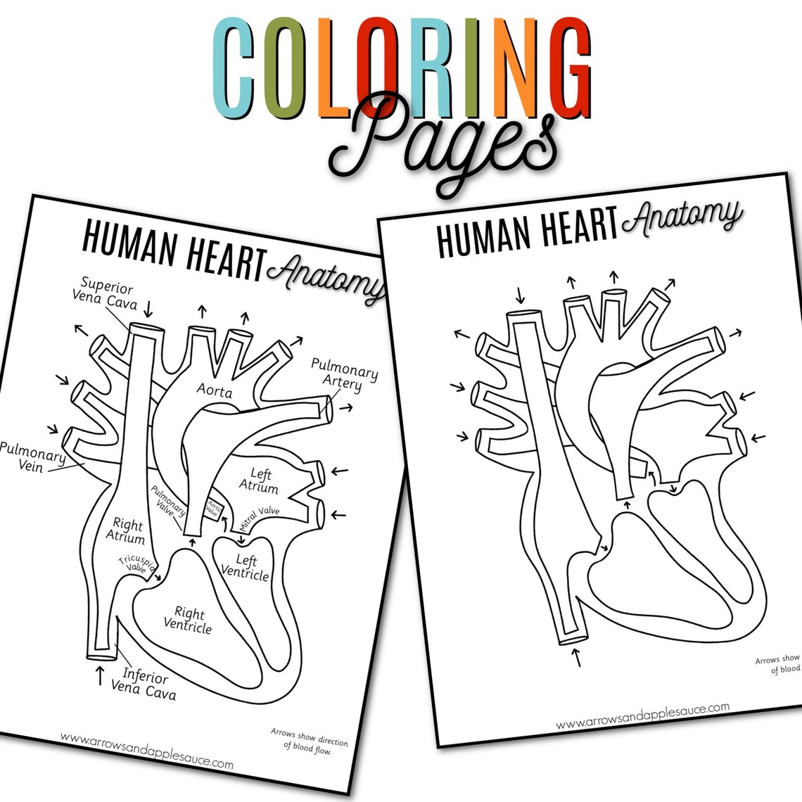 Human Heart Anatomy Printable Coloring Pages Human Body Unit - Etsy