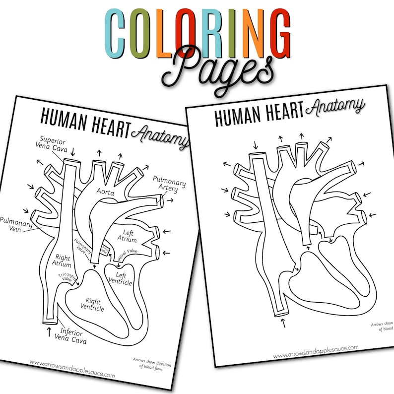 Human Heart Anatomy Printable Coloring Pages Human Body Unit - Etsy