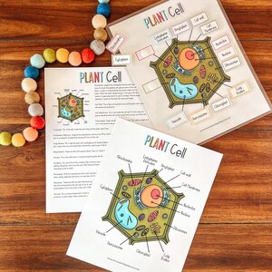 Plant Cell Anatomy Printable Activity, Kids Science, Cell Structure ...