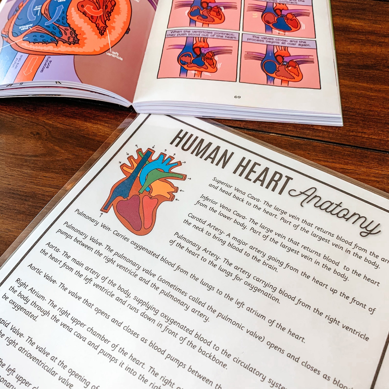 Buy Heart Anatomy Printable Activity Human Body Game About Me Online in ...