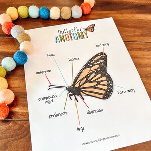 Butterfly Activity Set, Kids Printable, Monarch Butterfly Life Cycle ...