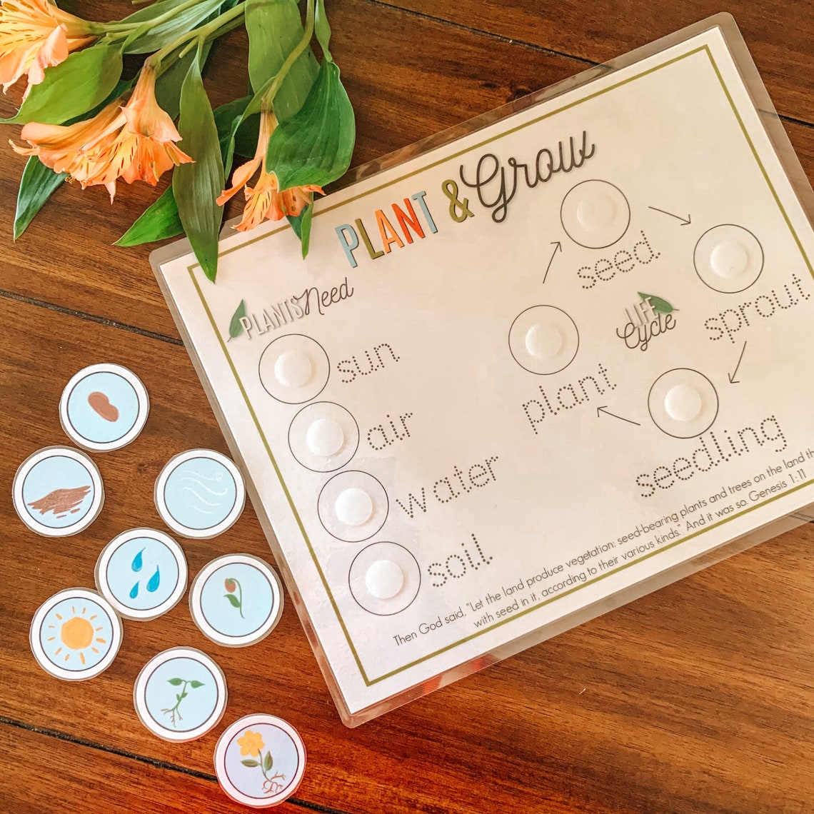 Plant Life Cycle Printable Activity Kids Science Game Nature | Etsy