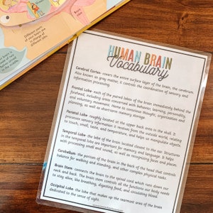 Human Brain Anatomy Printable Activity, Brain Puzzle, Brain Parts ...