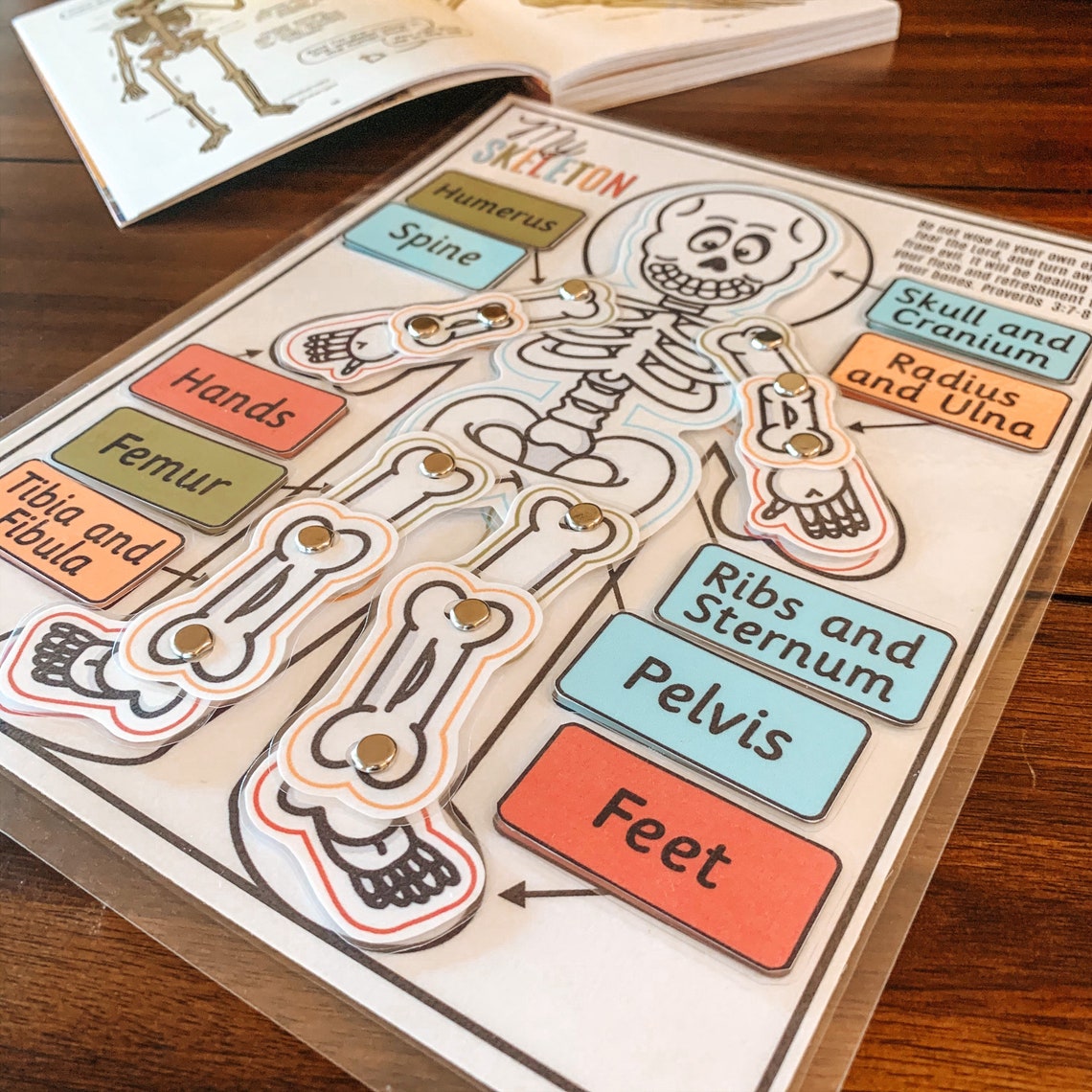 Skeleton Anatomy Activity Printable Human Bones Lesson - Etsy Canada