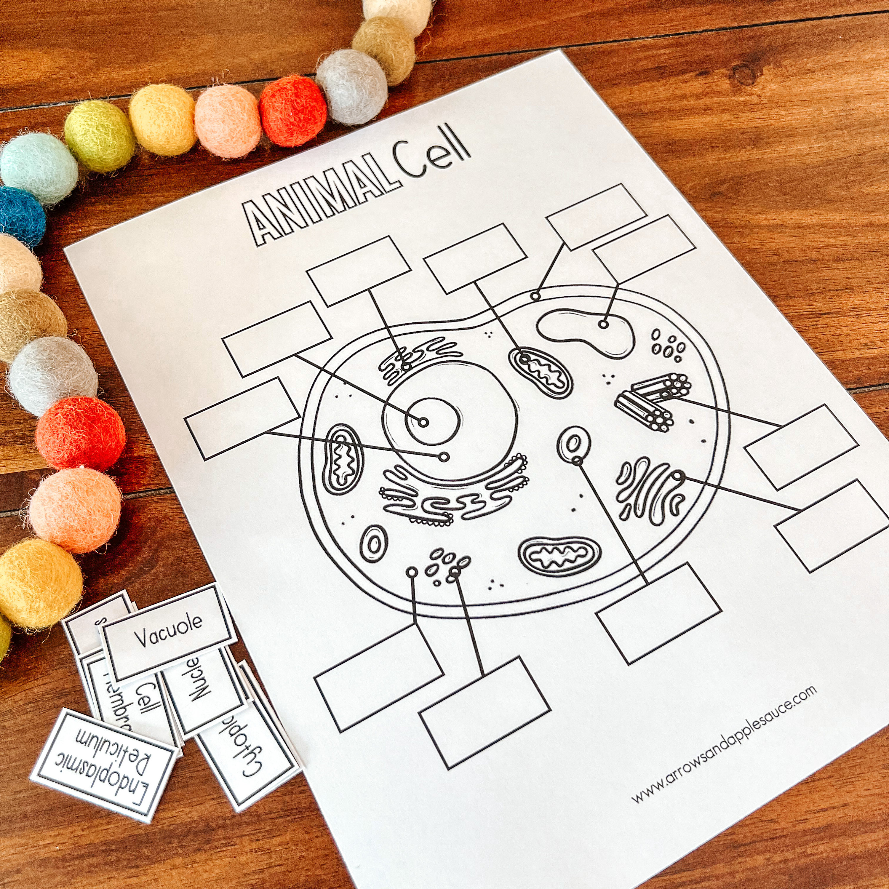 Animal Cell Anatomy Activity, Homeschool Science Lesson, Kids Biology ...