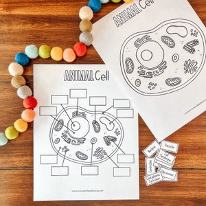 Animal Cell Anatomy Activity, Homeschool Science Lesson, Kids Biology ...