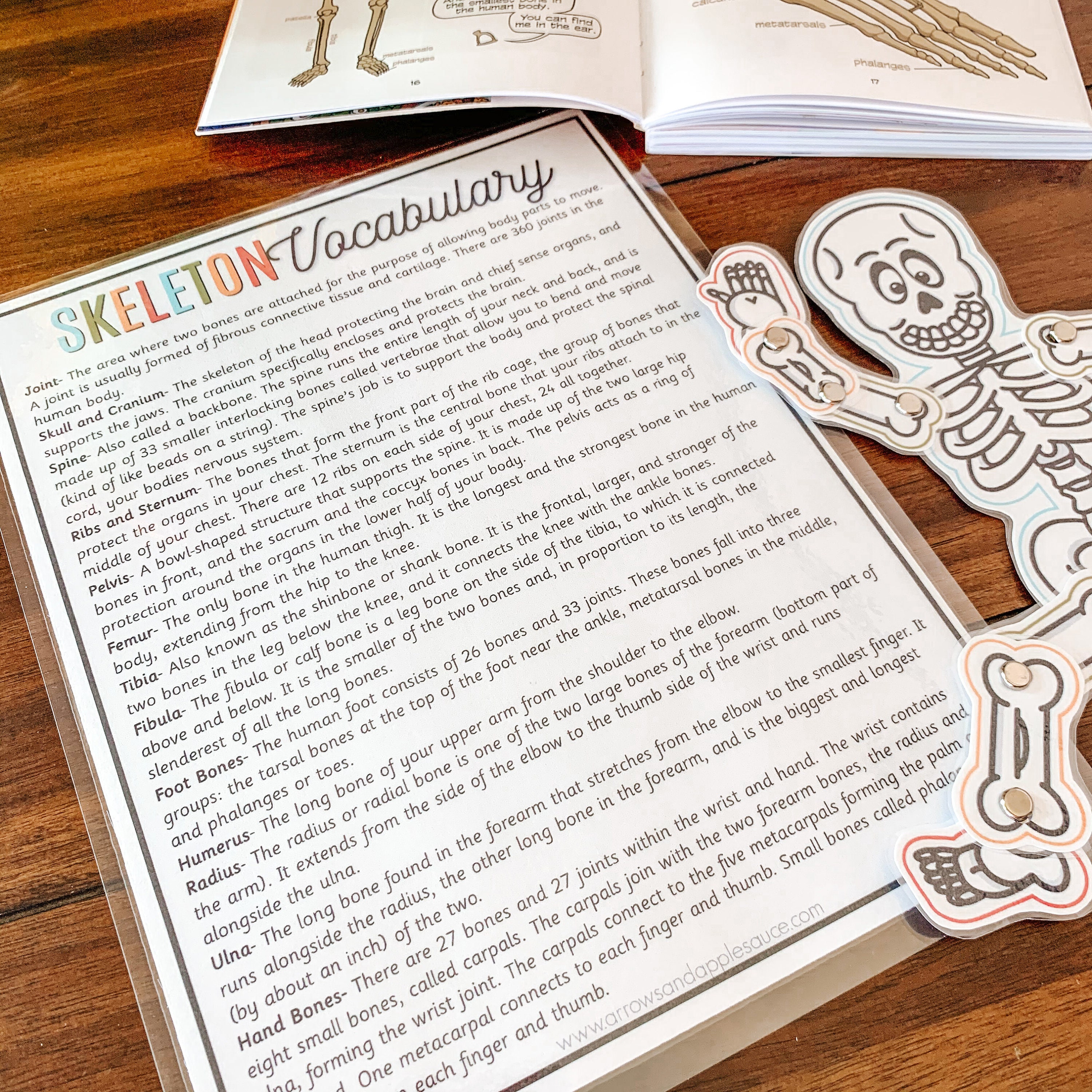Skeleton Anatomy Activity, Printable Human Bones Lesson, Moving ...