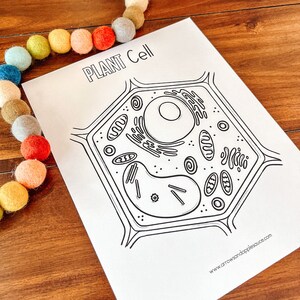 Plant Cell Anatomy Printable Activity, Kids Science, Cell Structure ...