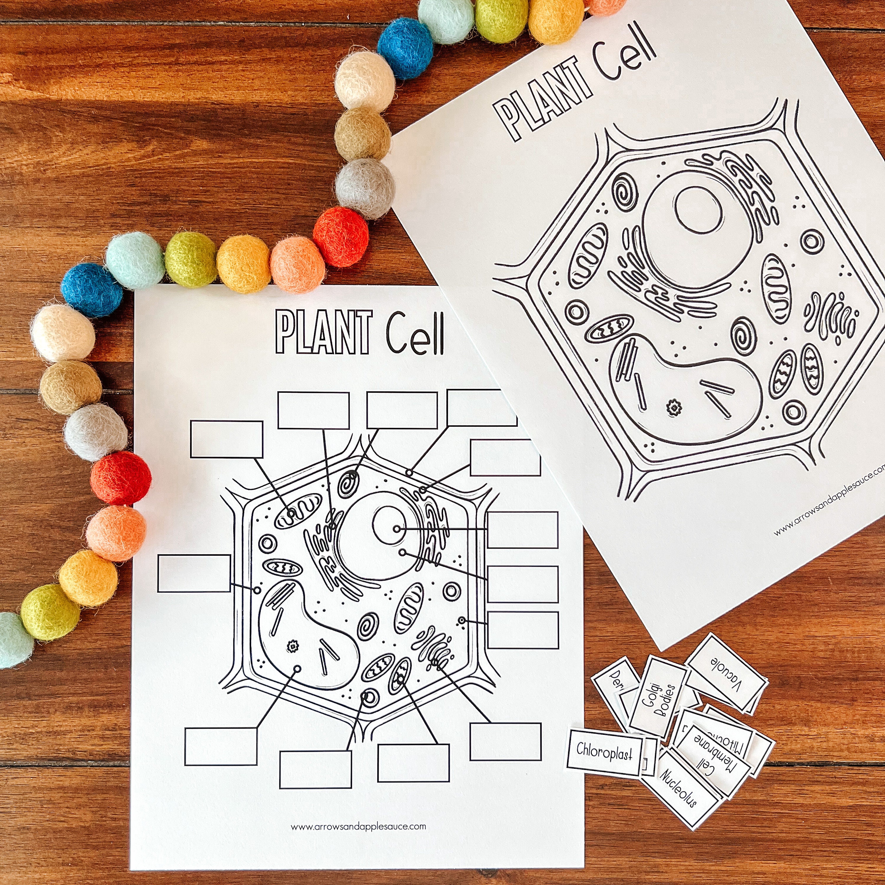 Cell Structure Diagram Printable Bundle, Plant Cell, Animal Cell ...
