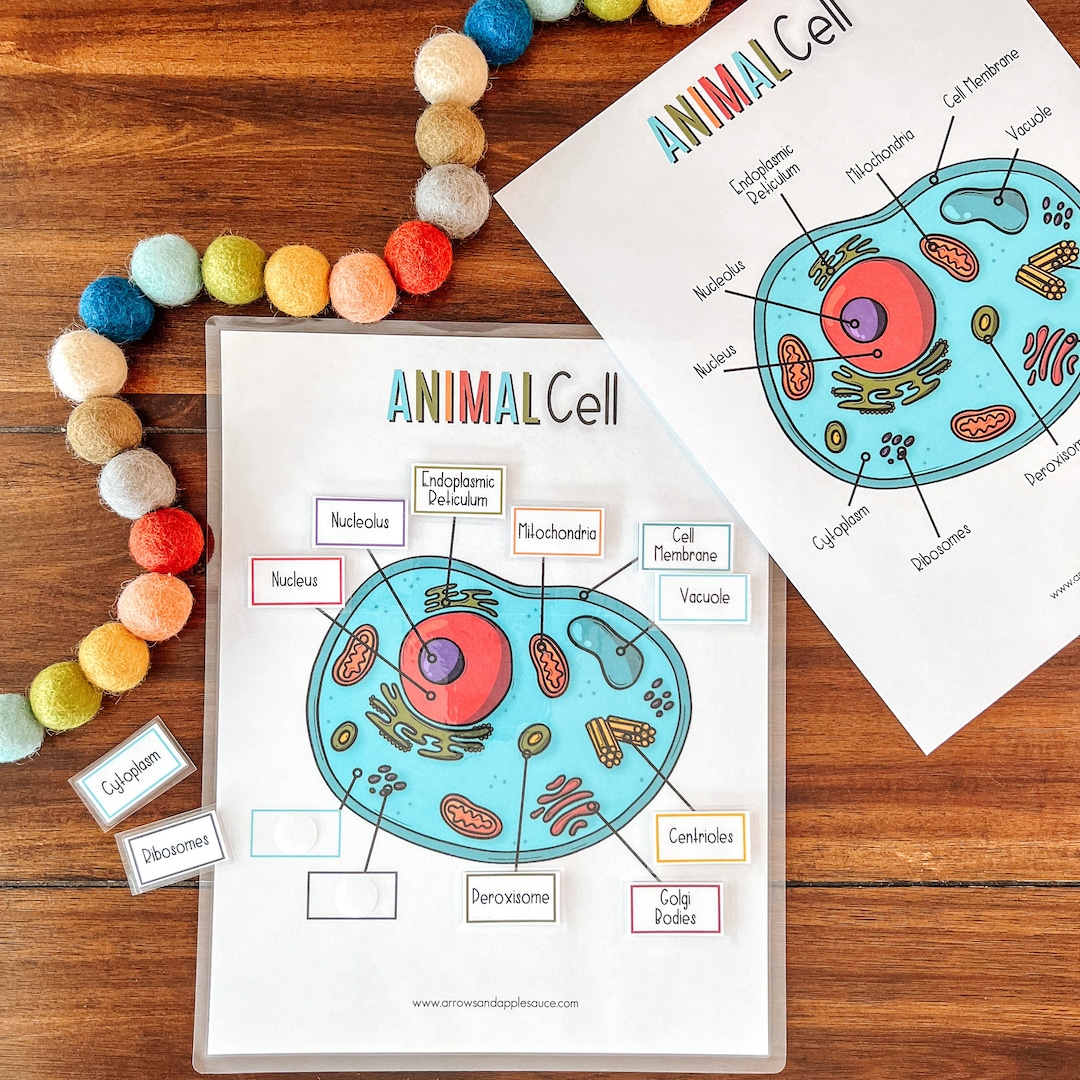 Animal Cell Anatomy Activity, Homeschool Science Lesson, Kids Biology ...