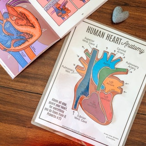 Heart Anatomy Printable Activity, Human Body Game, About Me, Heart ...