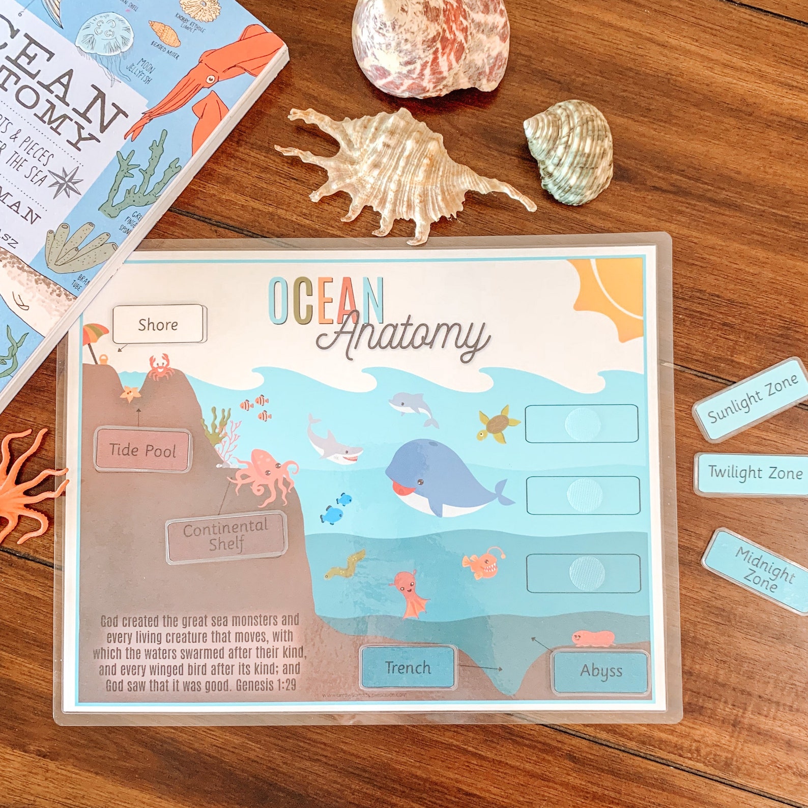 Ocean Anatomy Printable, Ocean Zones Activity, Ocean Vocabulary, Deep ...