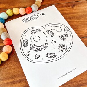 Animal Cell Anatomy Activity, Homeschool Science Lesson, Kids Biology ...