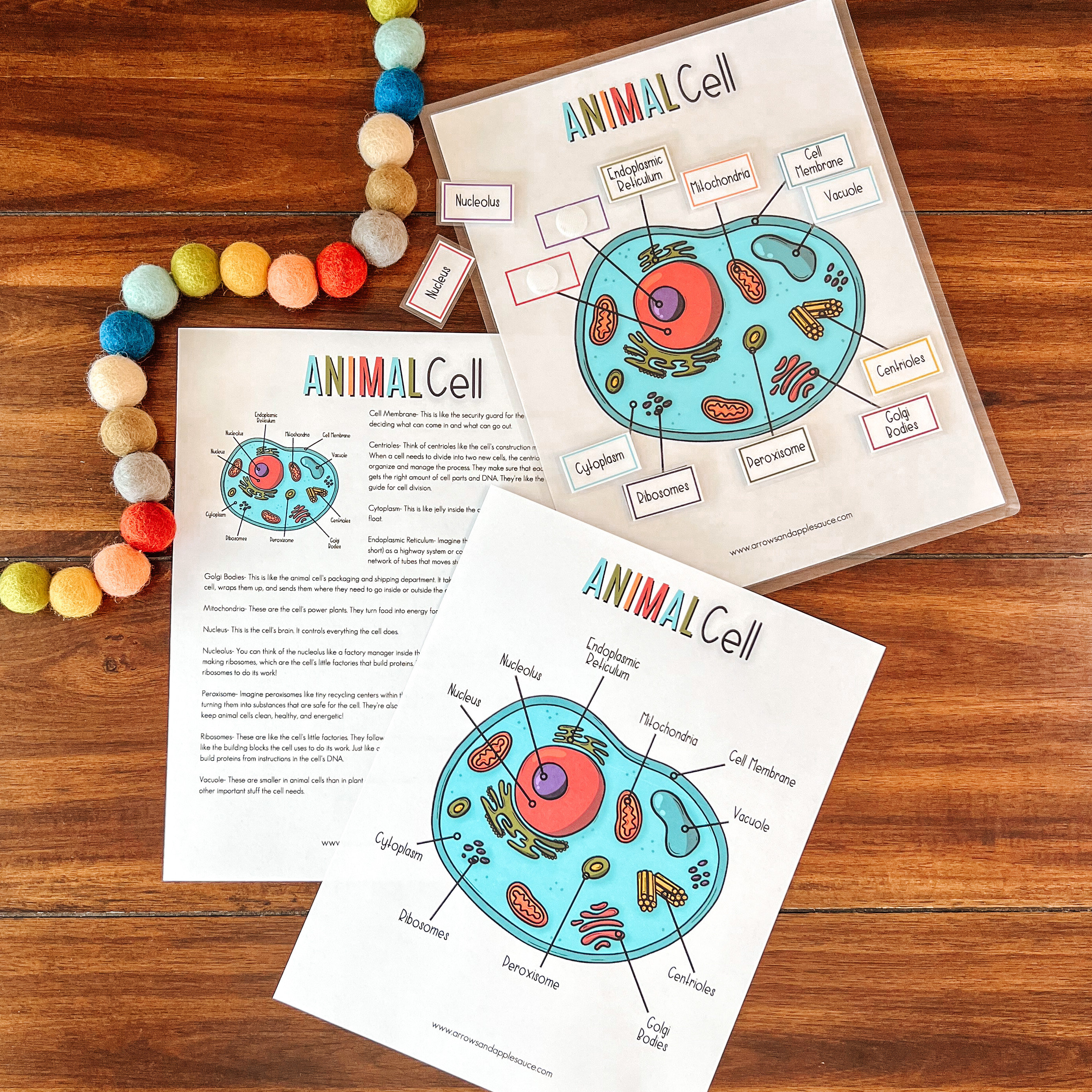 Cell Structure Diagram Printable Bundle, Plant Cell, Animal Cell ...