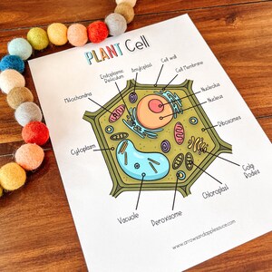 Plant Cell Anatomy Printable Activity, Kids Science, Cell Structure ...