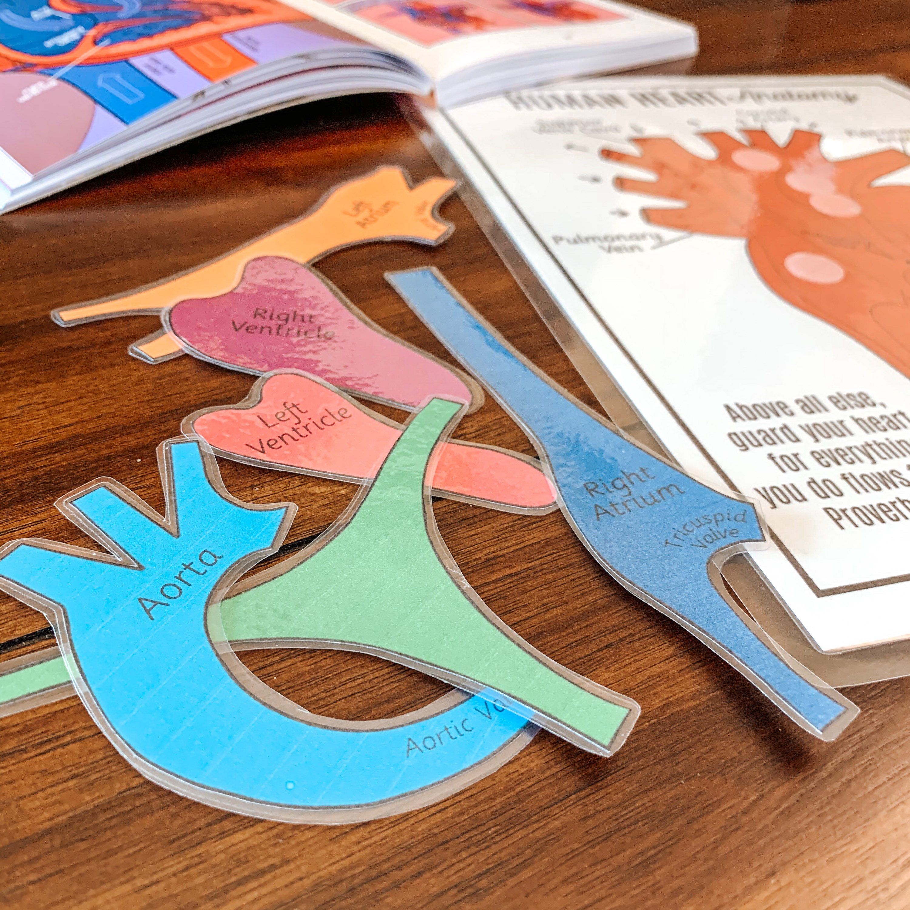 Heart Anatomy Printable Activity Human Body Game About Me - Etsy UK