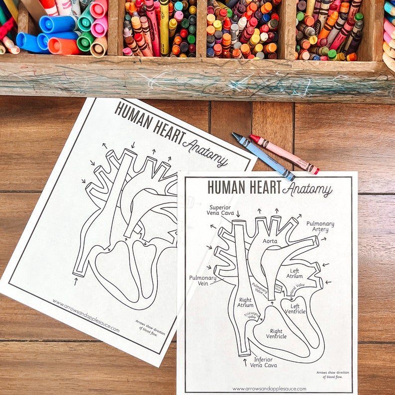 Human Heart Anatomy Printable Coloring Pages Human Body Unit - Etsy