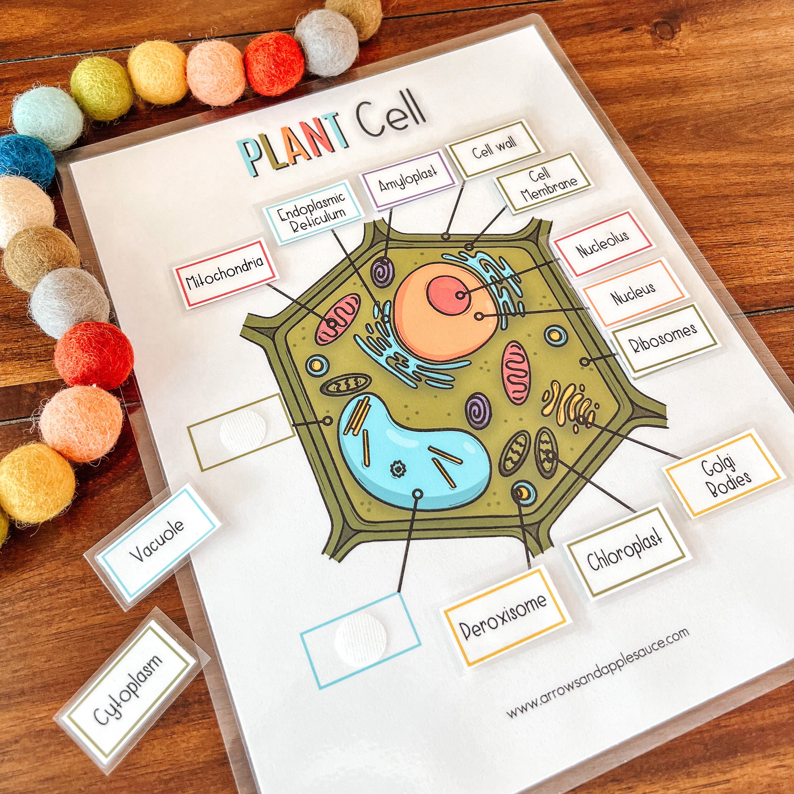 Plant Cell Anatomy Printable Activity, Kids Science, Cell Structure ...