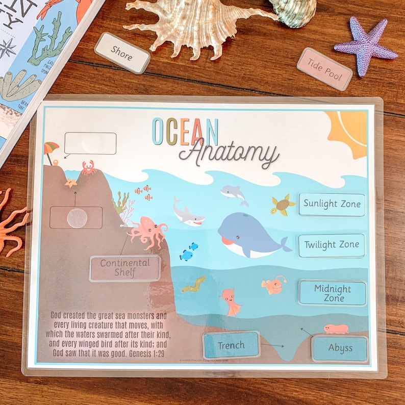 Ocean Anatomy Printable Ocean Zones Activity Ocean - Etsy