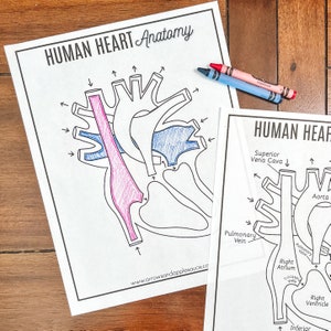 Human Heart Anatomy, Printable Coloring Pages, Human Body Unit Study ...