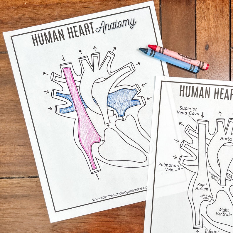 Human Heart Anatomy Printable Coloring Pages Human Body Unit - Etsy