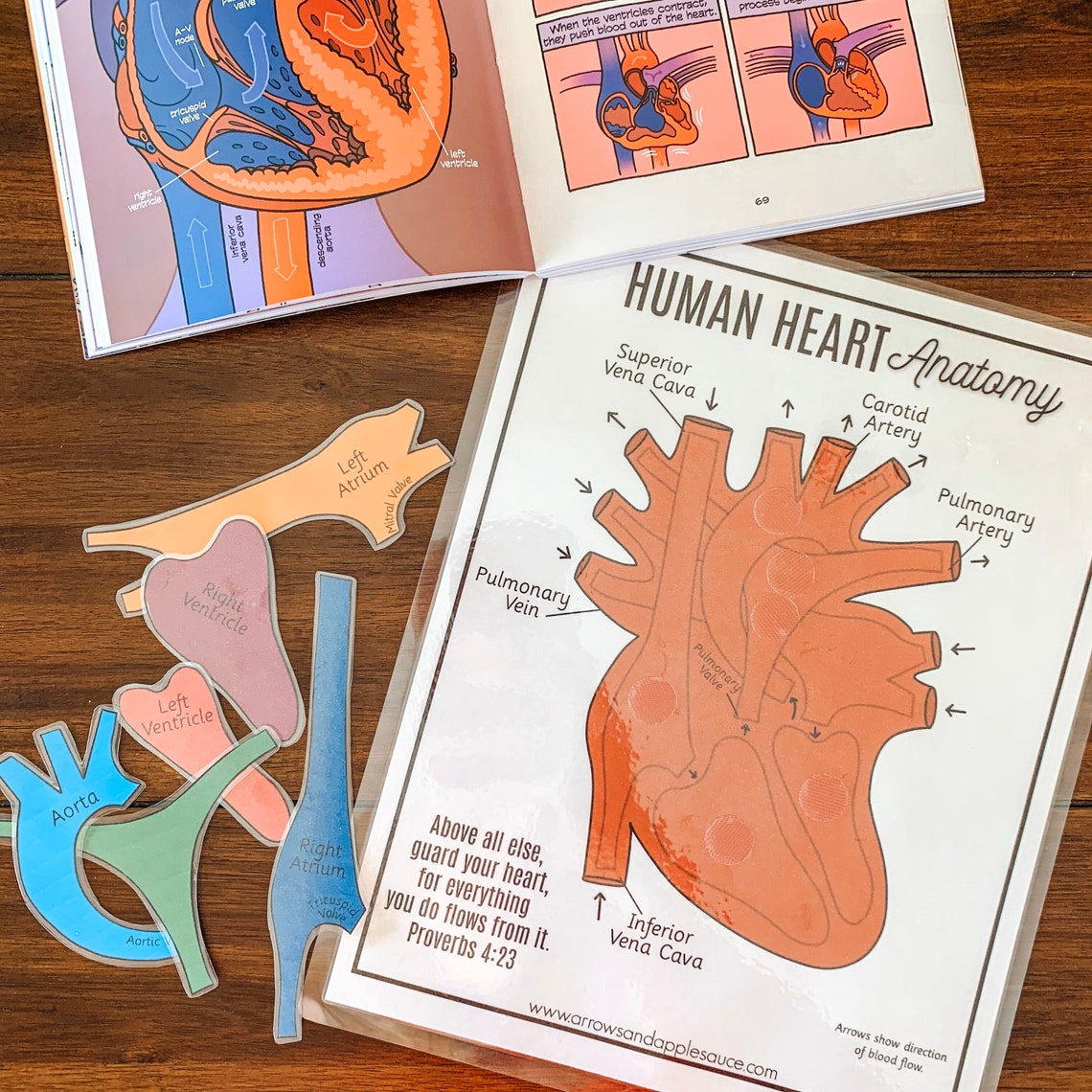 Heart Anatomy Printable Activity Human Body Game About Me - Etsy