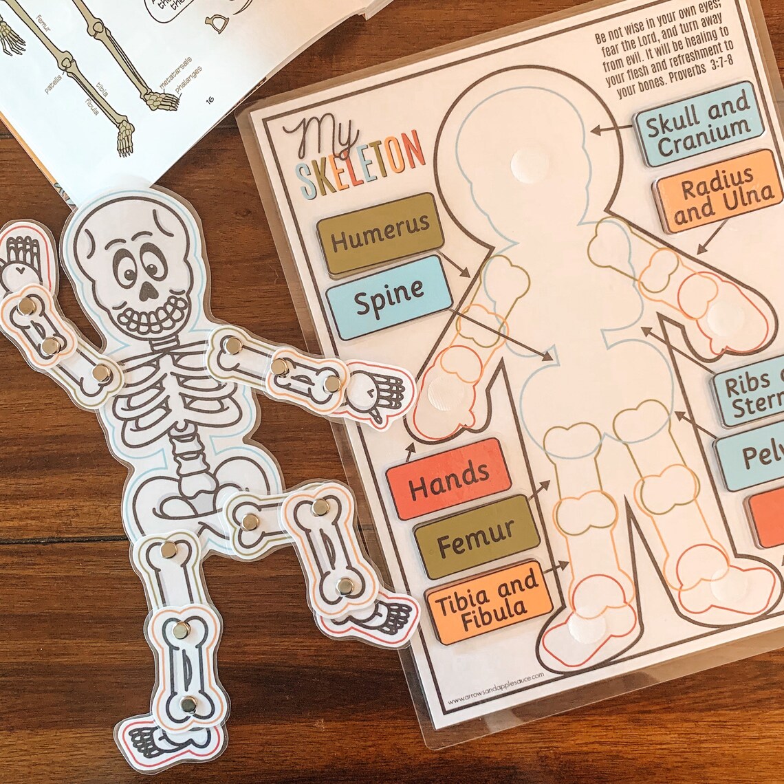 Skeleton Anatomy Activity Printable Human Bones Lesson - Etsy