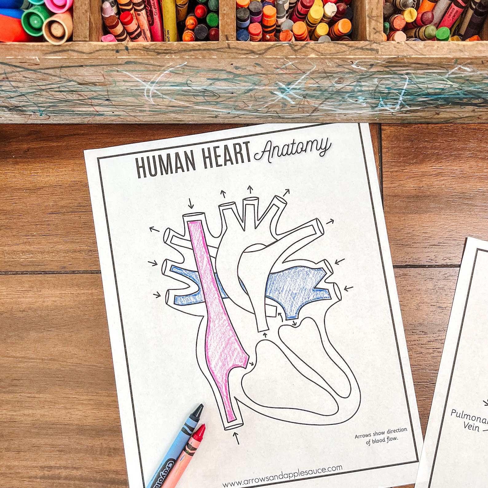 Human Heart Anatomy, Printable Coloring Pages, Human Body Unit Study ...