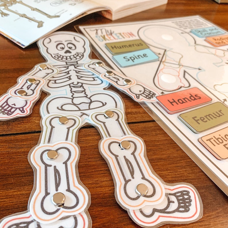 Skeleton Anatomy Activity Printable Human Bones Lesson - Etsy Australia