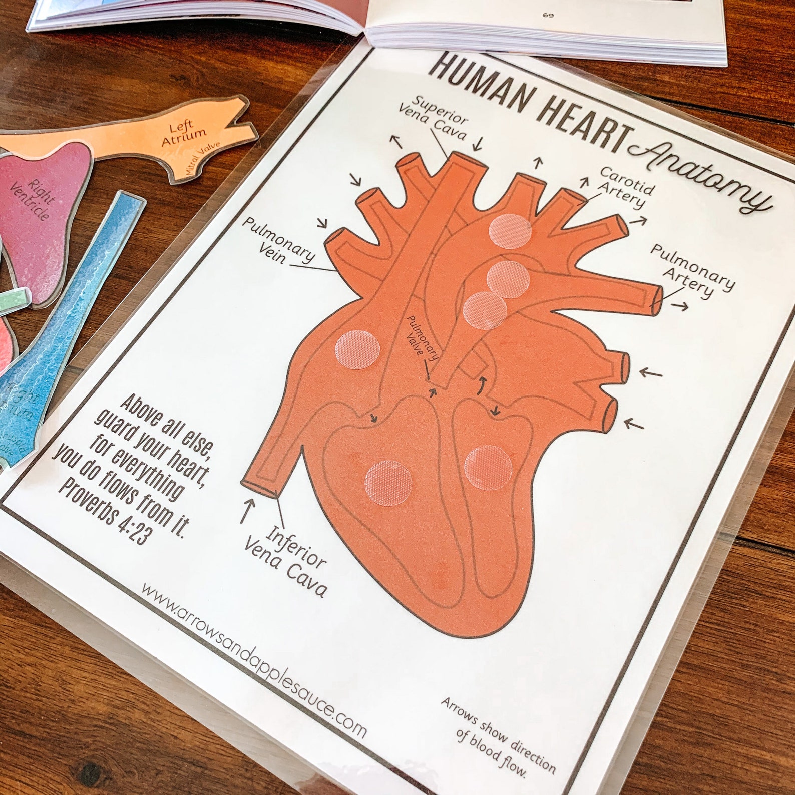 Heart Anatomy Printable Activity, Human Body Game, About Me, Heart ...