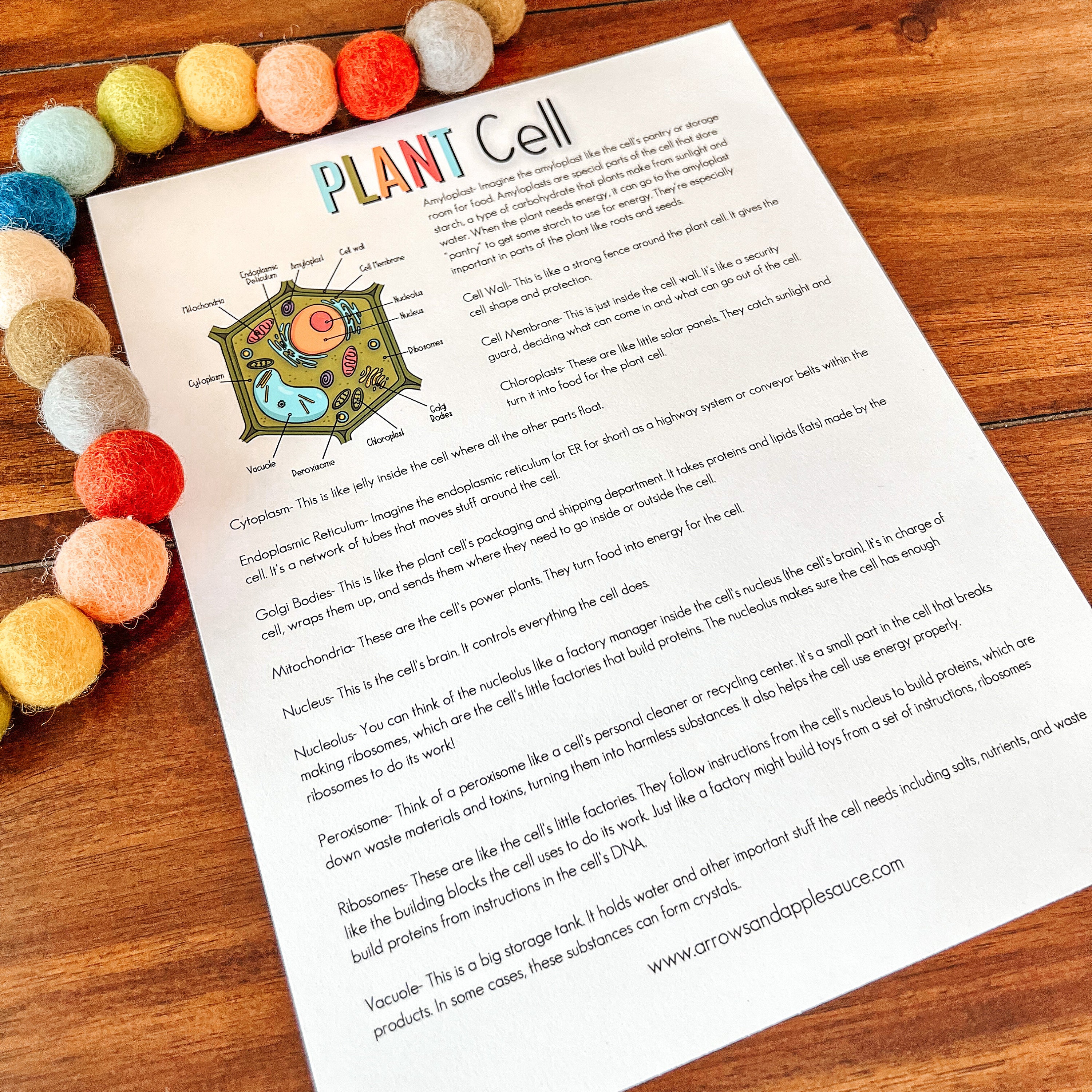 Plant Cell Anatomy Printable Activity, Kids Science, Cell Structure ...