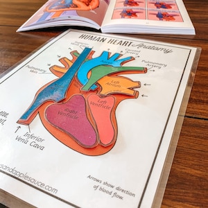 Heart Anatomy Printable Activity, Human Body Game, About Me, Heart ...