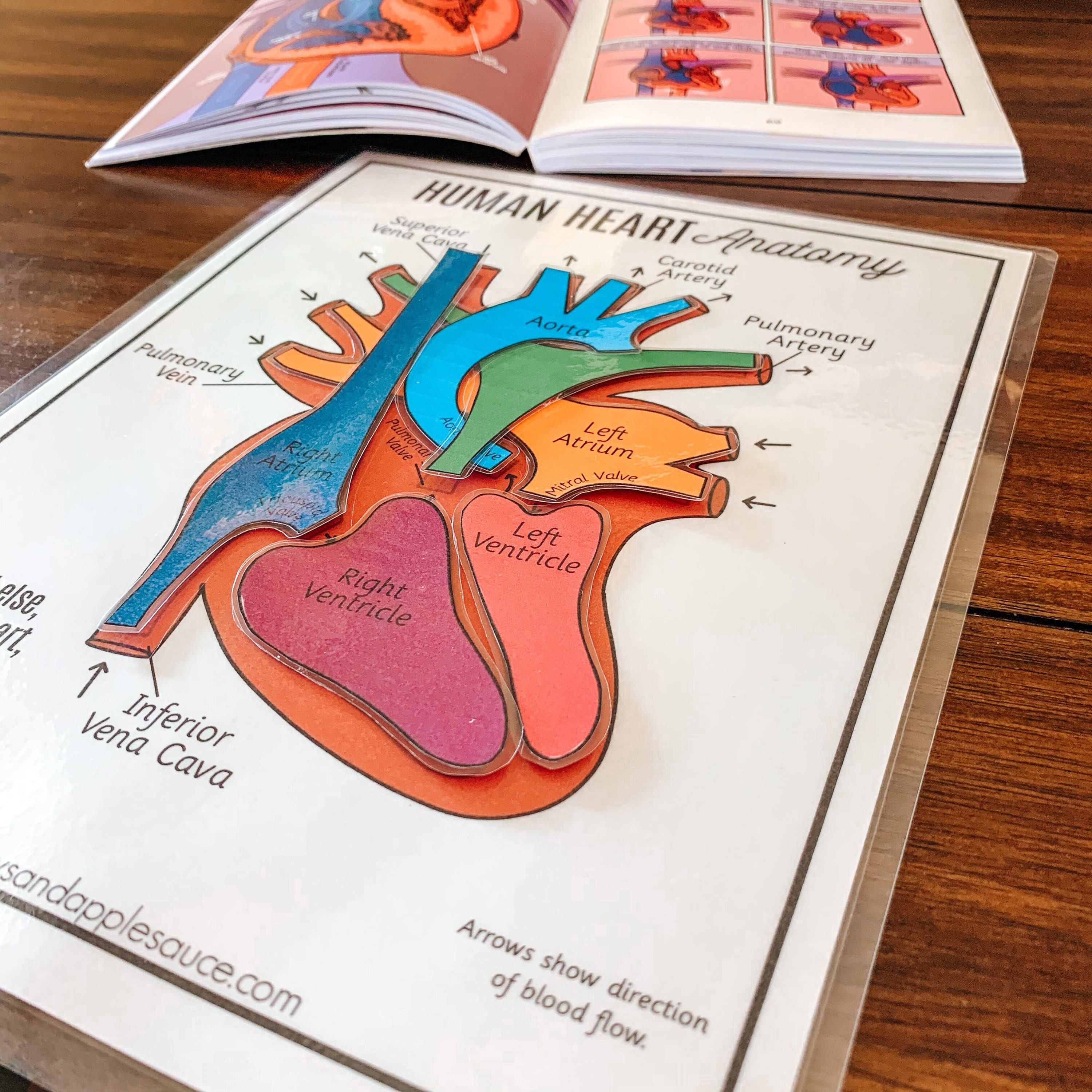 Heart Anatomy Printable Activity Human Body Game About Me - Etsy UK