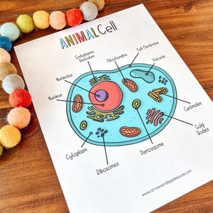 Animal Cell Anatomy Activity, Homeschool Science Lesson, Kids Biology ...