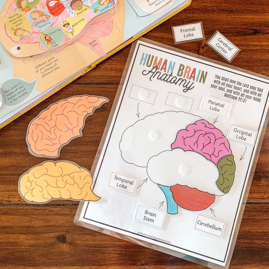 Human Brain Anatomy Printable Activity, Brain Puzzle, Brain Parts ...