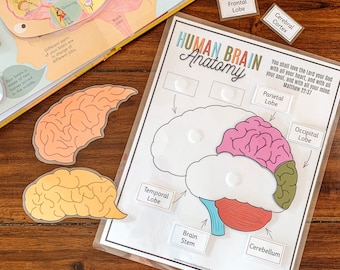 Human Brain Anatomy Printable Activity Brain Puzzle Brain - Etsy UK