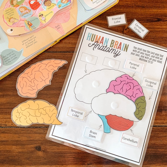 Human Brain Anatomy Printable Activity Brain Puzzle Brain | Etsy