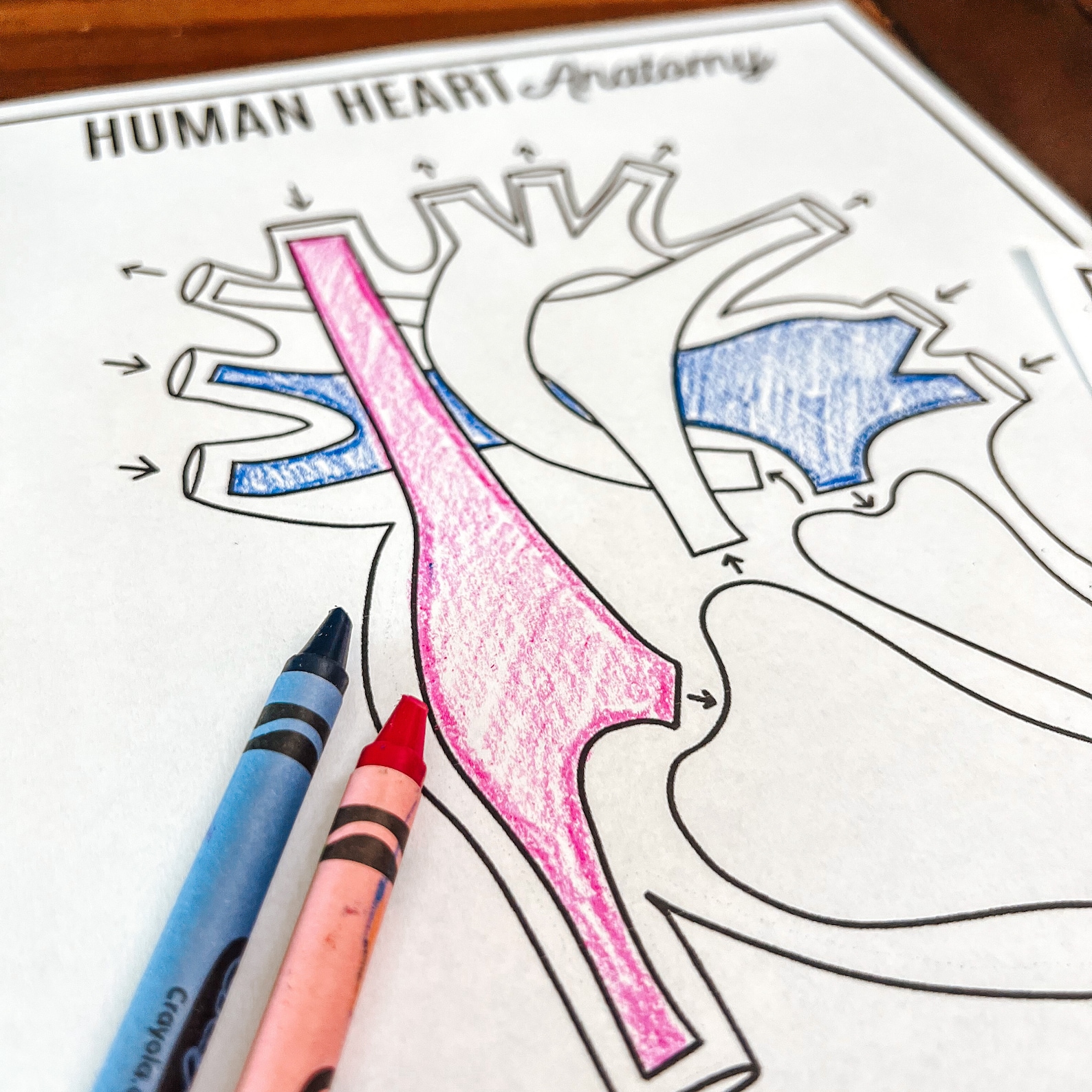 Human Heart Anatomy, Printable Coloring Pages, Human Body Unit Study ...