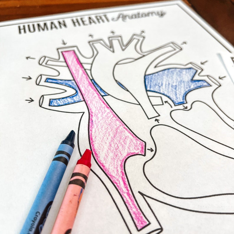 Human Heart Anatomy Printable Coloring Pages Human Body Unit - Etsy