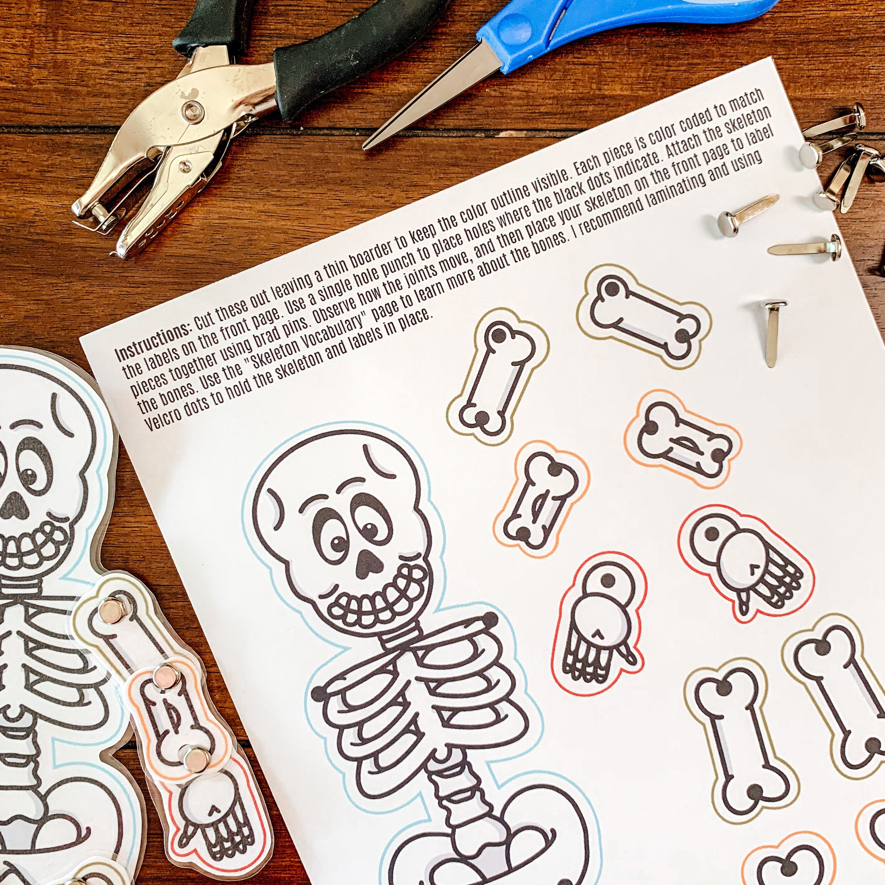 Skeleton Anatomy Activity Printable Human Bones Lesson - Etsy Canada