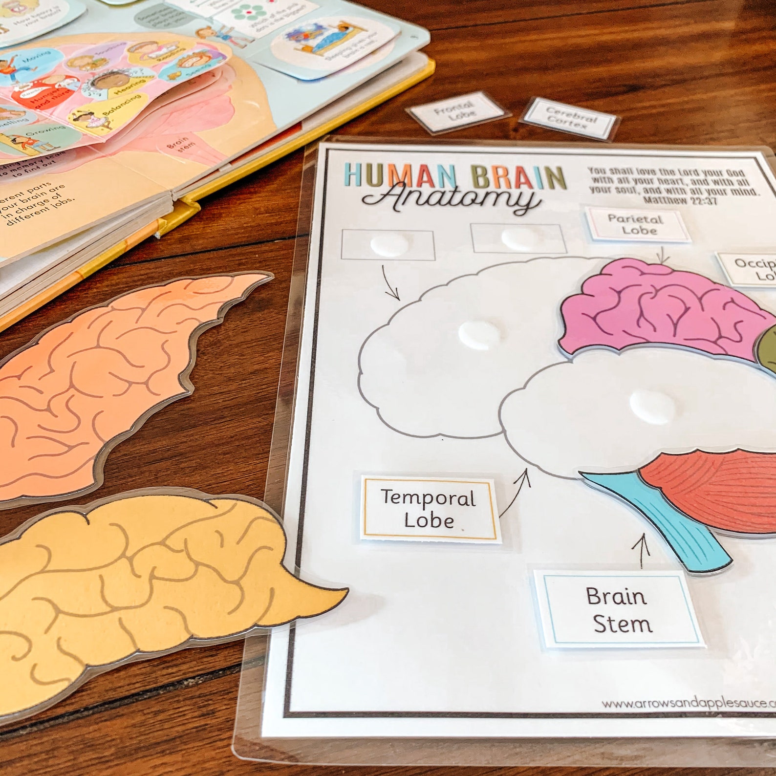 Human Brain Anatomy Printable Activity, Brain Puzzle, Brain Parts ...