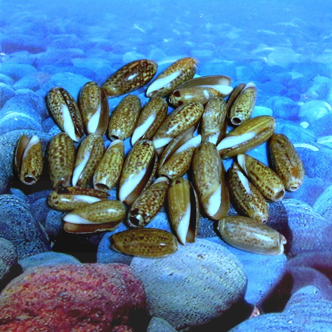 Lettered Olive Shells, Real Seashells, Polished Shells X 25 - Etsy